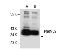 Anti-PGRMC2 Antibody (F-3) | SCBT - Santa Cruz Biotechnology