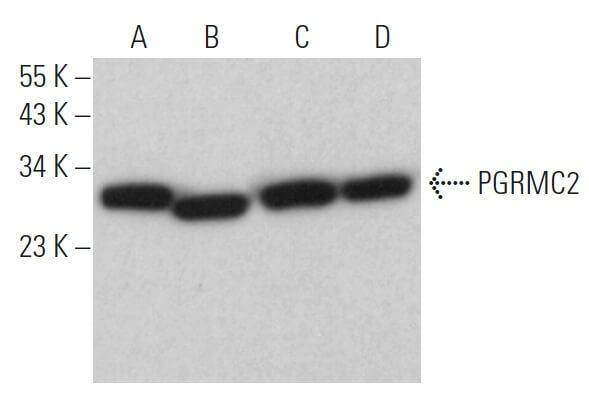 PGRMC2 Antibody (F-3) | SCBT - Santa Cruz Biotechnology