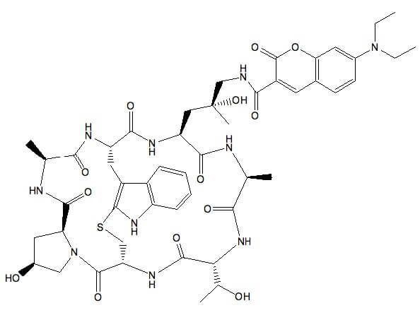 Phalloidin, Coumarin Labeled | SCBT - Santa Cruz Biotechnology