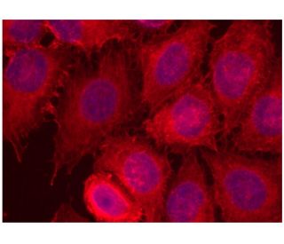 Phalloidin CruzFluor 594 Conjugate: sc-363795. Fluorescence staining of ...