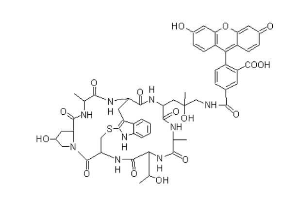Phalloidin-Fluorescein Conjugate | SCBT - Santa Cruz Biotechnology