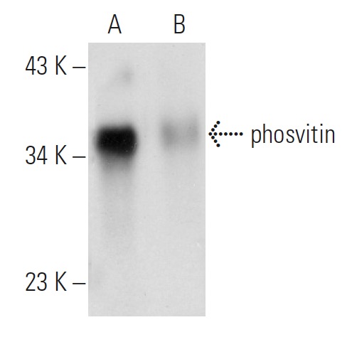 phosvitin Antibody (D-5) | SCBT - Santa Cruz Biotechnology