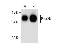 Phox2b Antibody (C-3) | SCBT - Santa Cruz Biotechnology