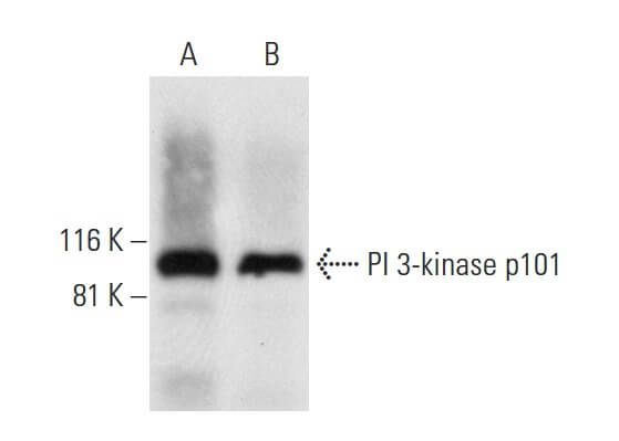 PI 3-kinase p101抗体 (E-12) | SCBT - Santa Cruz Biotechnology