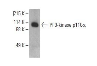 PI 3-kinase p110α CRISPR/Cas9 KO Plasmid (h) | SCBT - Santa Cruz ...