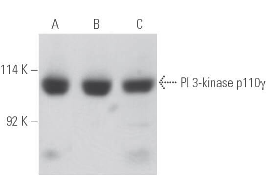 Anti-PI 3-kinase p110γ Antibody (D-12) | SCBT - Santa Cruz Biotechnology