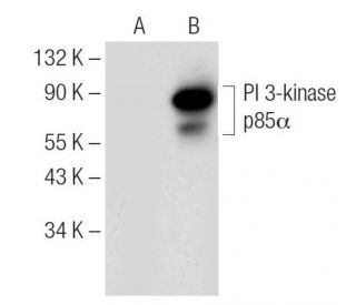 PI 3-kinase p85α/β/p55γ Antibody (D-9) - Western Blotting - Image 151021