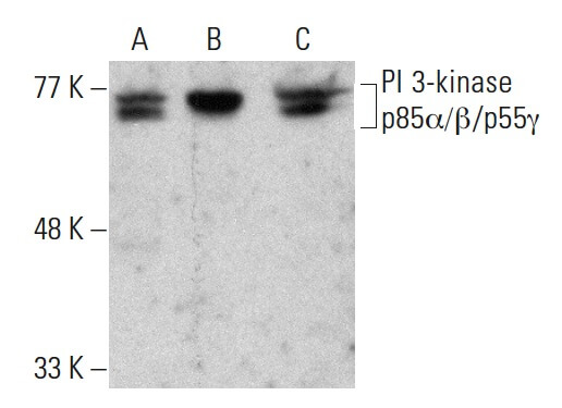 Anti-PI 3-kinase p85α/β/p55γ Antibody (D-9) | SCBT - Santa Cruz ...