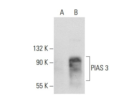 Anti-PIAS 3 Antibody (C-12) | SCBT - Santa Cruz Biotechnology