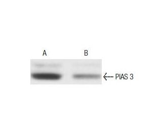 Anti-PIAS 3 Antibody (C-12) | SCBT - Santa Cruz Biotechnology