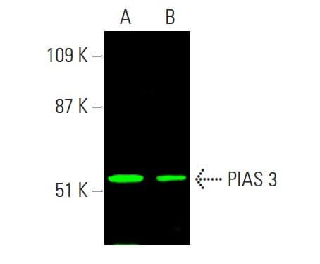 PIAS 3 Antibody (C-12) | SCBT - Santa Cruz Biotechnology