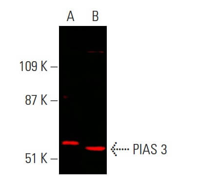 Anti-PIAS 3 Antibody (C-12) | SCBT - Santa Cruz Biotechnology