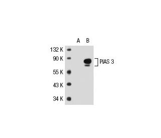 PIAS 3 Antibody (E-3) | SCBT - Santa Cruz Biotechnology