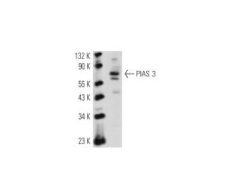 PIAS 3 Antibody (H-169) | SCBT - Santa Cruz Biotechnology