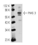 PIAS 3 Antibody (H-169) | SCBT - Santa Cruz Biotechnology