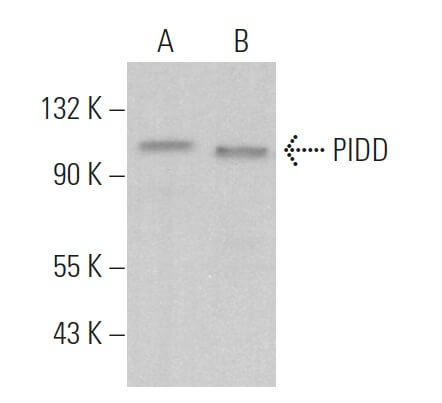 PIDD Antibody (B-5) | SCBT - Santa Cruz Biotechnology