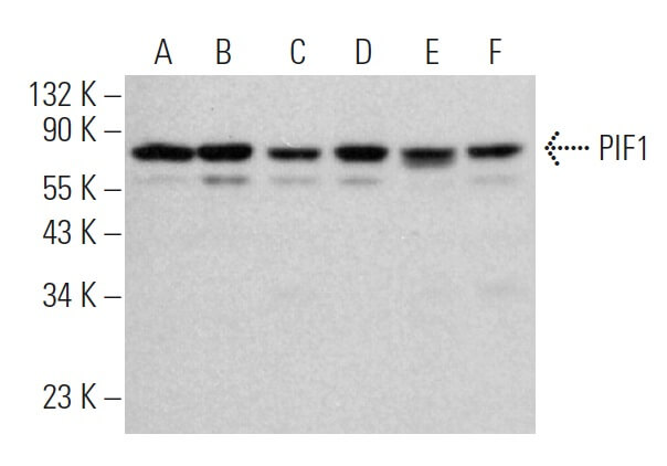 Anti-PIF1 Antibody (F-10) | SCBT - Santa Cruz Biotechnology