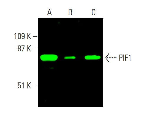 Anti-PIF1 Antibody (F-10) | SCBT - Santa Cruz Biotechnology