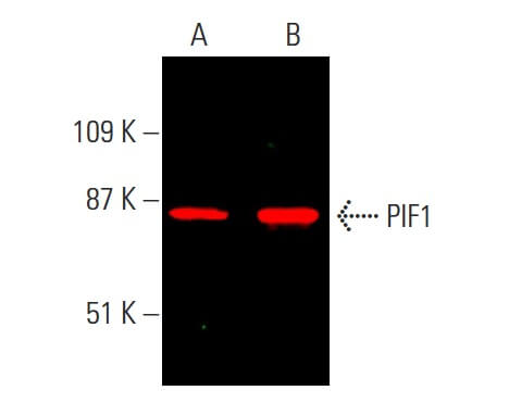 Anti-PIF1 Antibody (F-10) | SCBT - Santa Cruz Biotechnology