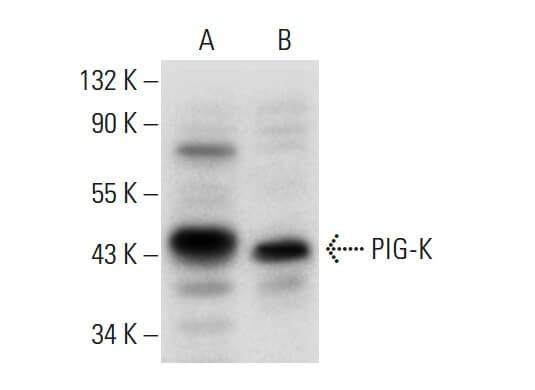 PIG-K抗体 (G-6) | SCBT - Santa Cruz Biotechnology