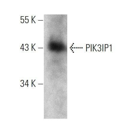 PIK3IP1 Antibody (B-1) | SCBT - Santa Cruz Biotechnology