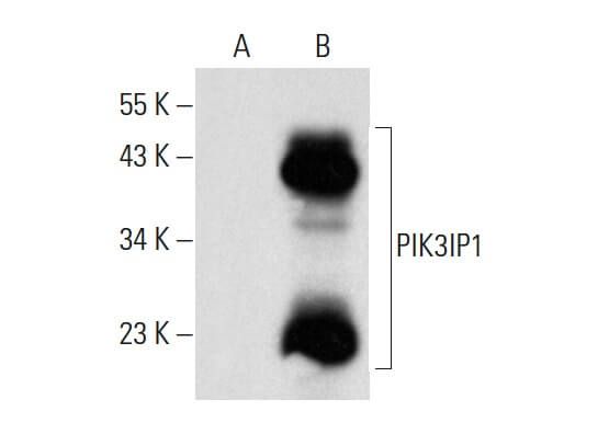 PIK3IP1 Antibody (B-12) | SCBT - Santa Cruz Biotechnology