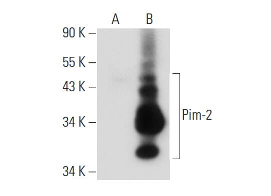 Pim-2 Antibody (F-4) | SCBT - Santa Cruz Biotechnology