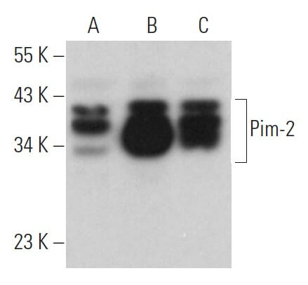 Pim-2 Antibody (F-4) | SCBT - Santa Cruz Biotechnology
