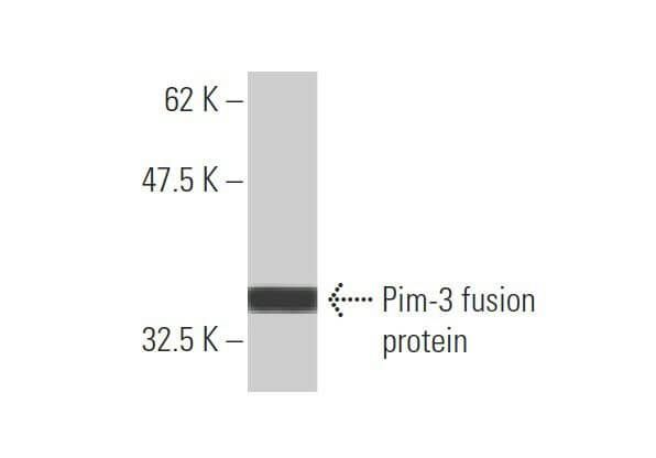 Pim-3 Antibody (4A9) | SCBT - Santa Cruz Biotechnology