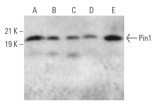Pin1 Antibody (F-7) | SCBT - Santa Cruz Biotechnology