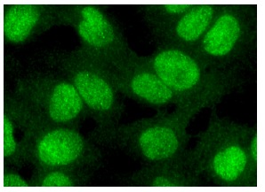 Anti-Pin1 Antibody (G-8) | SCBT - Santa Cruz Biotechnology