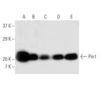 Pin1 Antibody (G-8) - Western Blotting - Image 10421