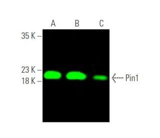 Pin1 Antibody (G-8) - Western Blotting - Image 375680