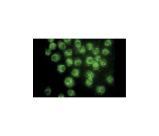 Pin1 Antibody (G-8) - Immunofluorescence - Image 11407