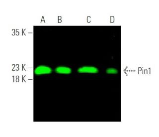 Pin1 Antibody (G-8) - Western Blotting - Image 375678