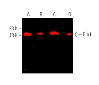 Pin1 Antibody (G-8) - Western Blotting - Image 375679