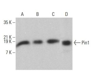 Pin1 Antibody (G-8) - Western Blotting - Image 380413