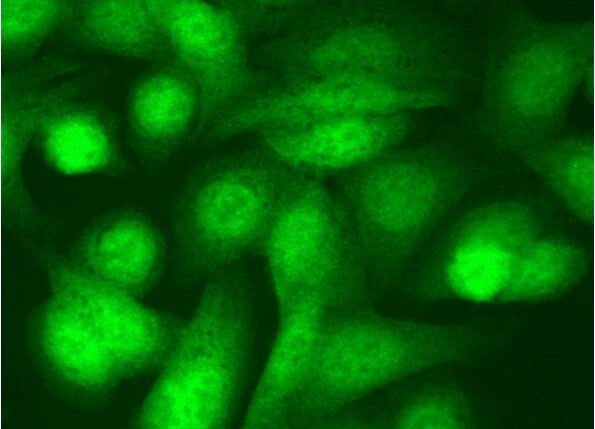 Anti-Pin1 Antibody (G-8) | SCBT - Santa Cruz Biotechnology