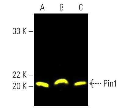 Anti-Pin1 Antibody (G-8) | SCBT - Santa Cruz Biotechnology