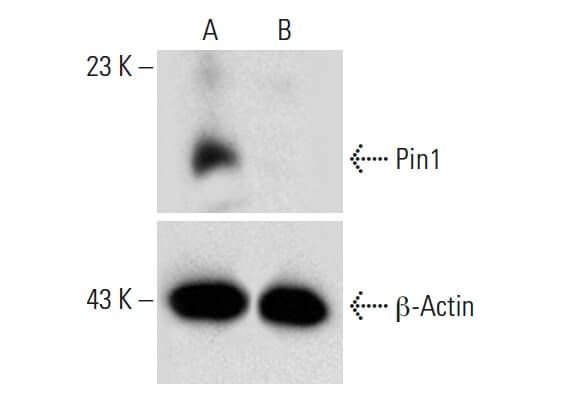 Pin1 CRISPR Knockout and Activation Products (h) | SCBT - Santa Cruz ...