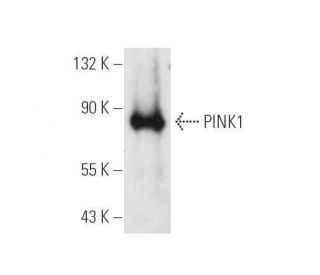 PINK1 Antibody (C-3) - Western Blotting - Image 390349