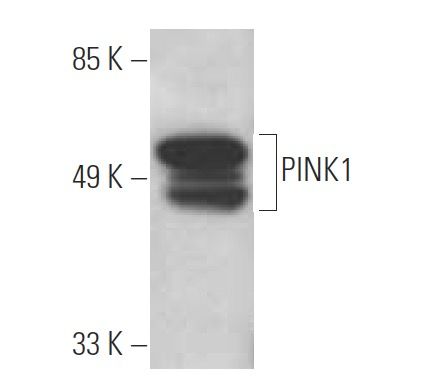 PINK1 Antibody (C-3) | SCBT - Santa Cruz Biotechnology