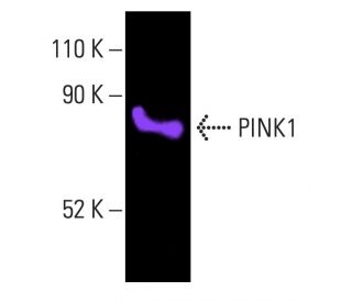 PINK1 Antibody (C-3) - Western Blotting - Image 403311
