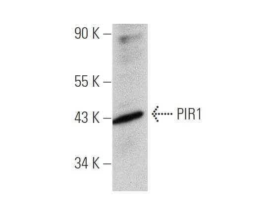 Anti-PIR1 Antibody (B-6) | SCBT - Santa Cruz Biotechnology