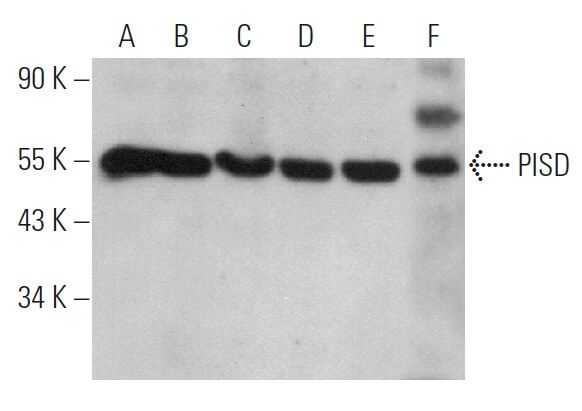 PISD Antibody (B-3) | SCBT - Santa Cruz Biotechnology