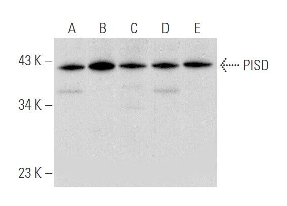 PISD Antibody (D-9) | SCBT - Santa Cruz Biotechnology