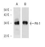 Pit-1 Antibody (2C11) | SCBT - Santa Cruz Biotechnology