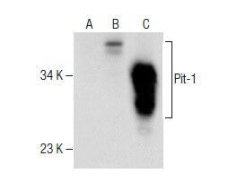 Pit-1 Antibody (G-2) | SCBT - Santa Cruz Biotechnology