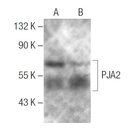 PJA2 Antibody (A-4) | SCBT - Santa Cruz Biotechnology