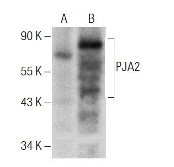 PJA2 Antibody (H-4) | SCBT - Santa Cruz Biotechnology